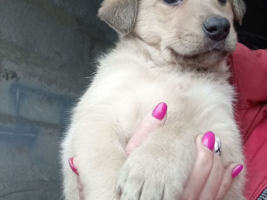 Щенок каспер,2 мес