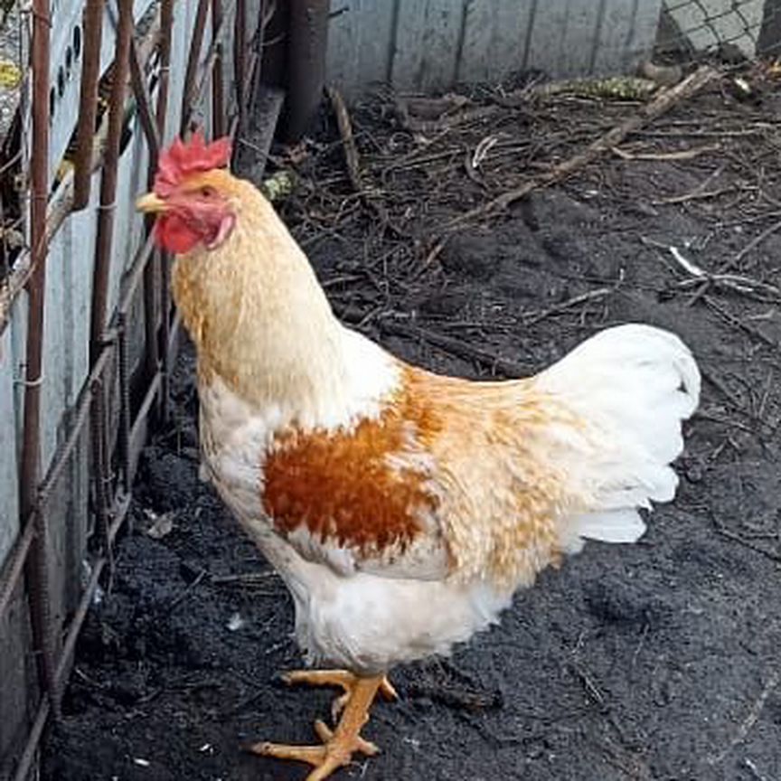 Петухи домашние молодые