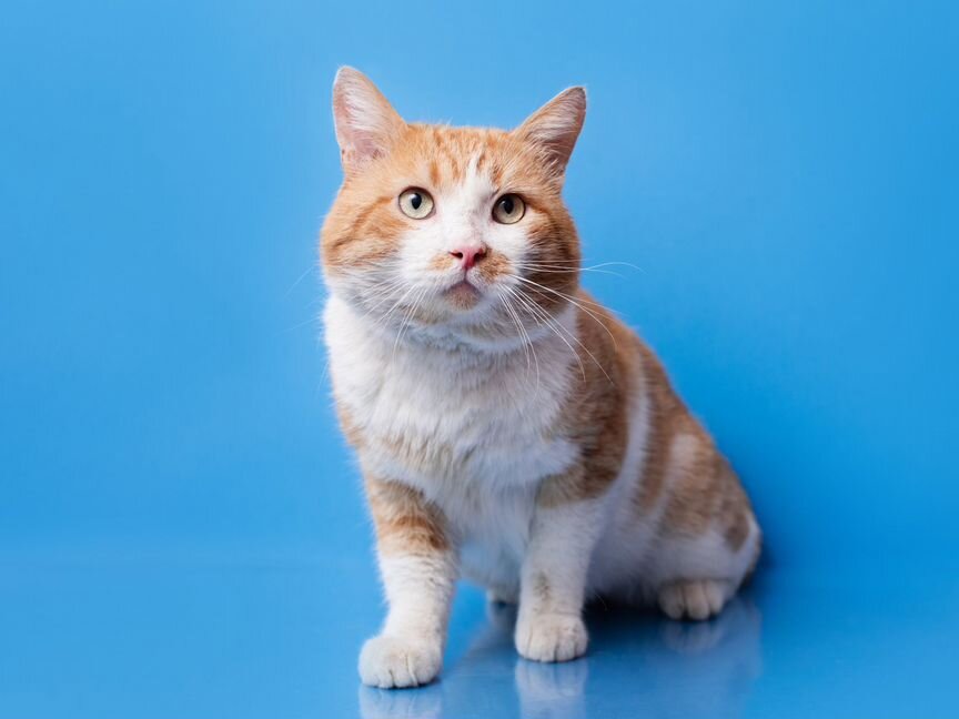 Котик Хвостик ищет дом