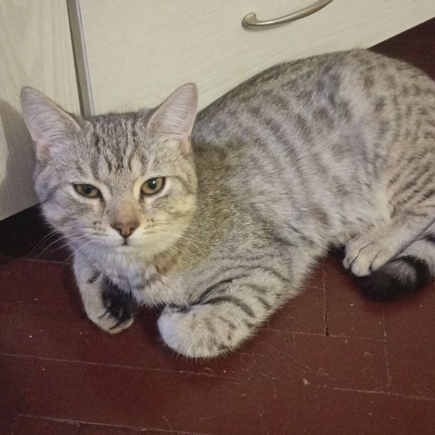 Кошка, кот, котёнок