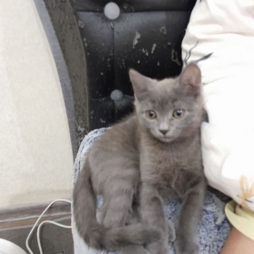 Котенок британка