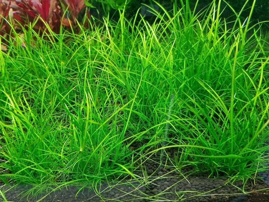 Эхинодорус тенеллус, нежный (Echinodorus tenellus