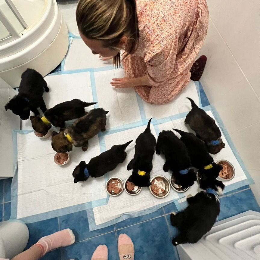 Щенки В добрые руки