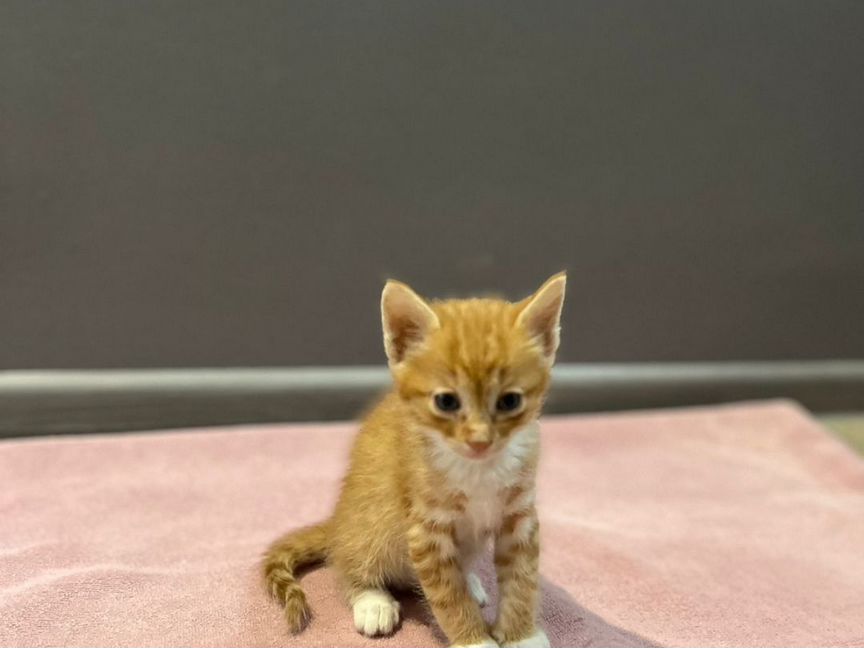 Помесь котёнок Уральский рекс