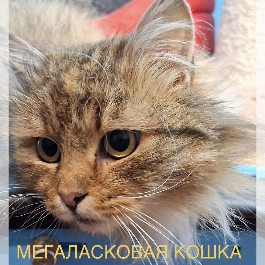 Сибирский котёнок