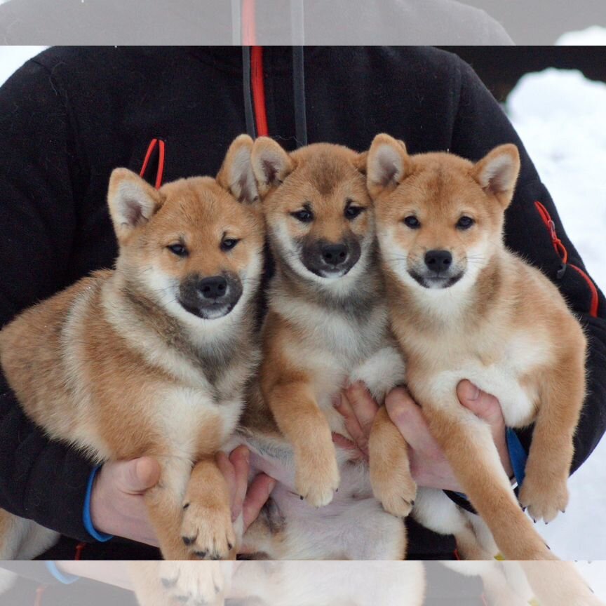 Сиба-ину, щенок