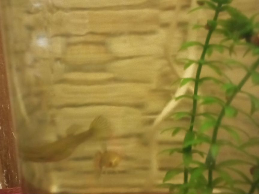 Аквариумные рыбки гуппи