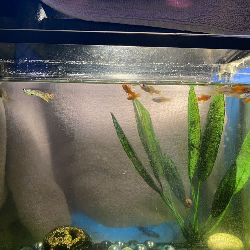 Мальки меченосца и гуппи