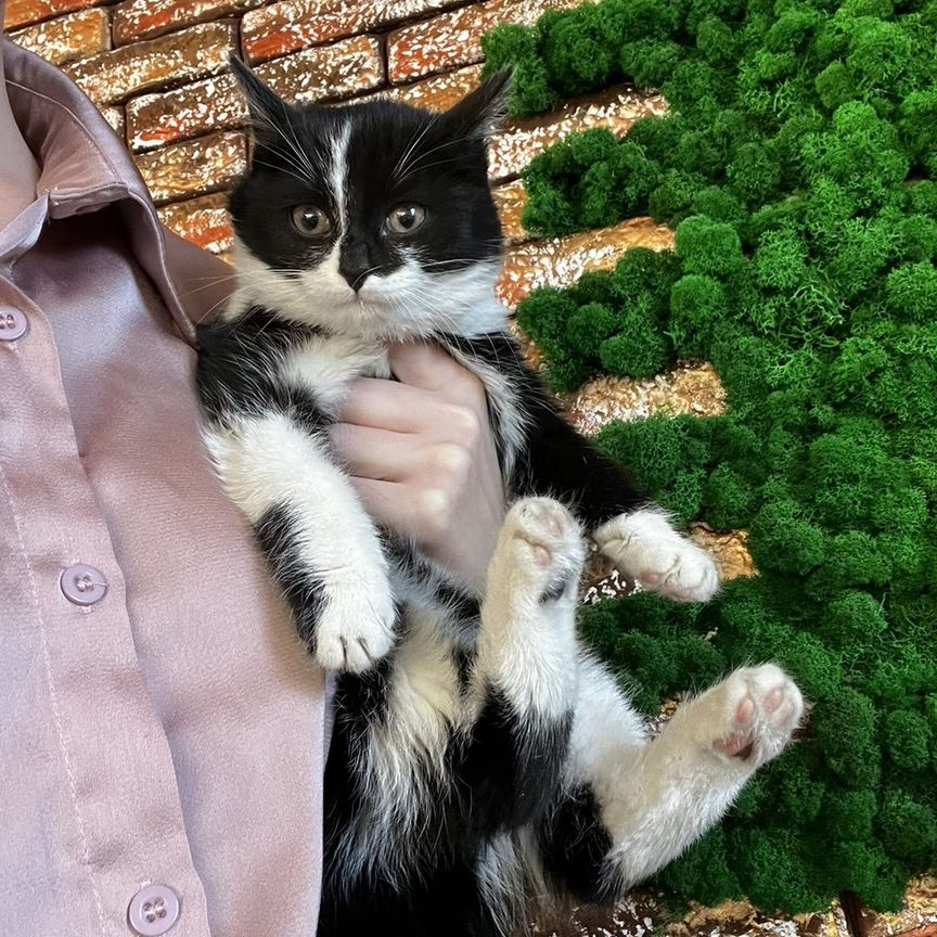 Котенок 5мес