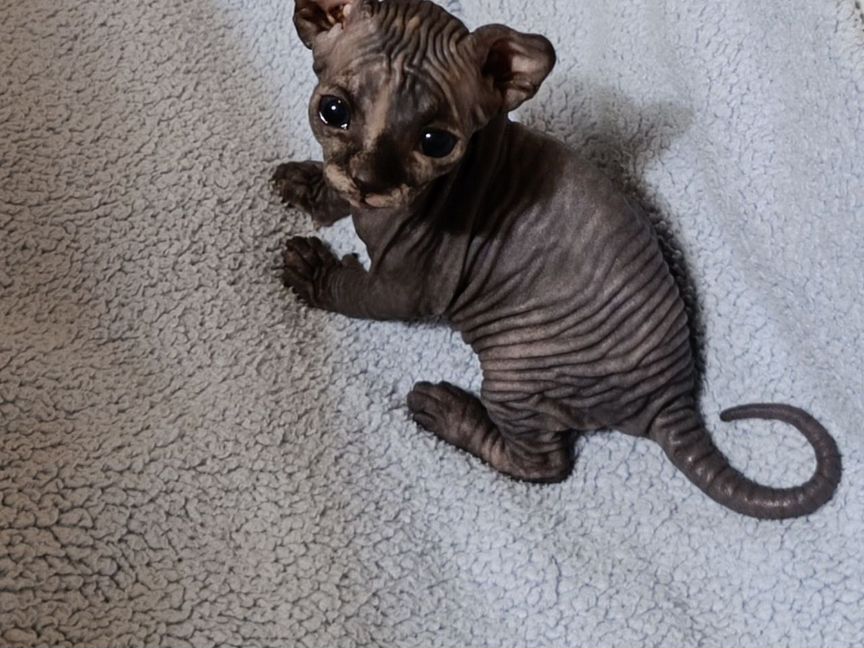 Канадский сфинкс котенок