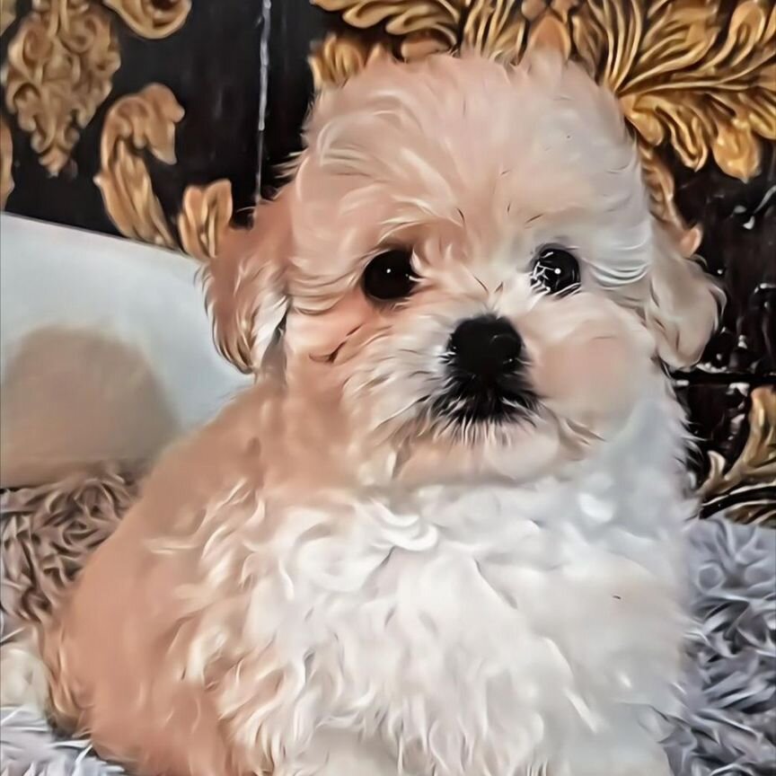 Мальтипу Ф1 Фантик