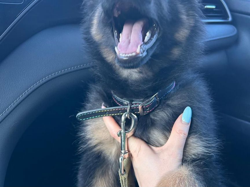 Отдам в добрые руки