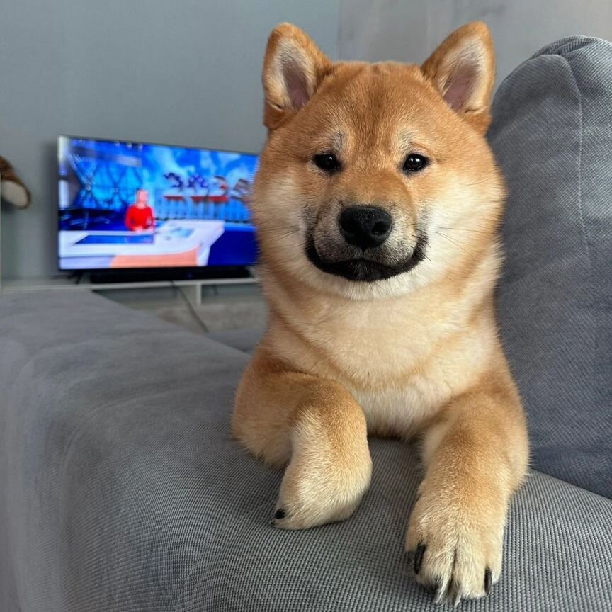 Вязка сиба ину