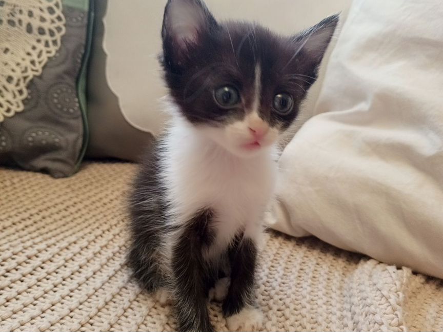 Котёнок, девочка Наоми
