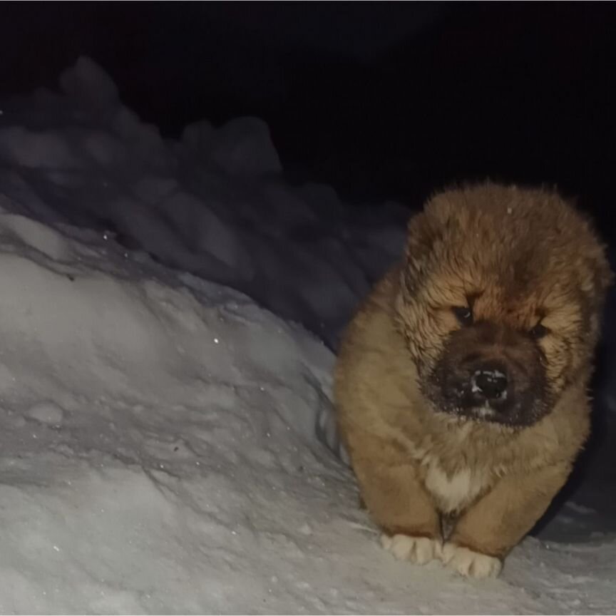 Щенки кавказской овчарки подробности в сообщения