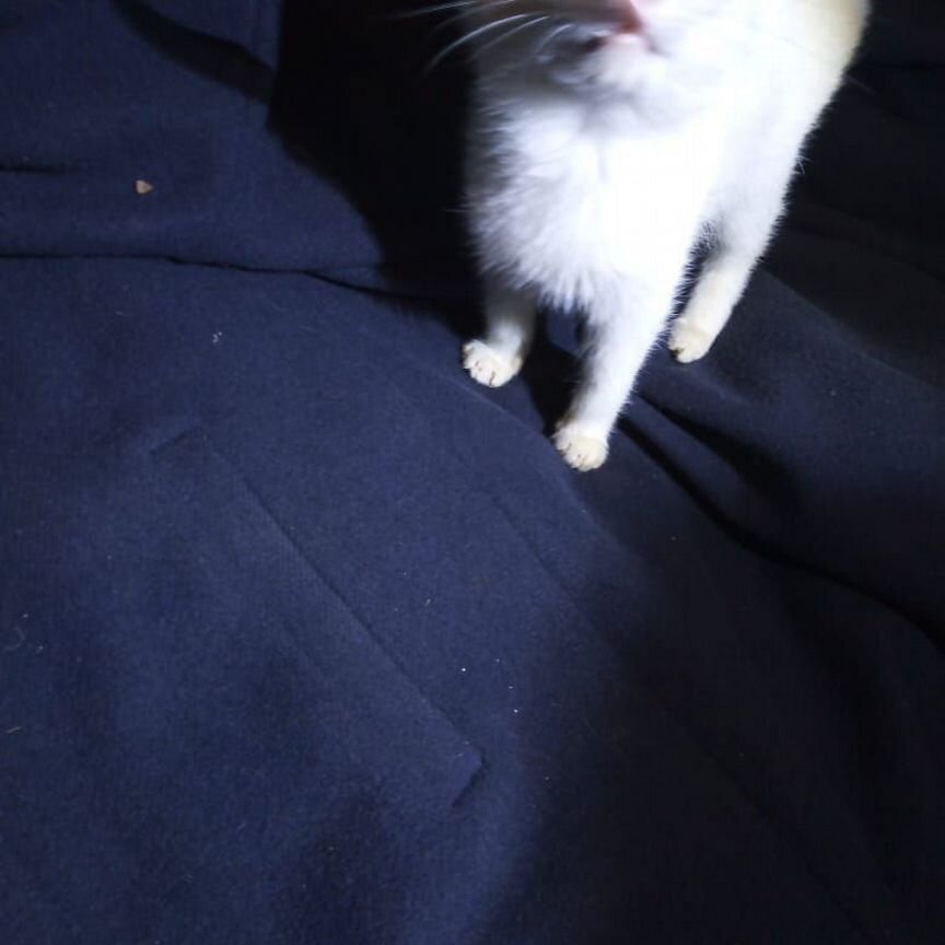 Котенок,мальчик,2,5 мес