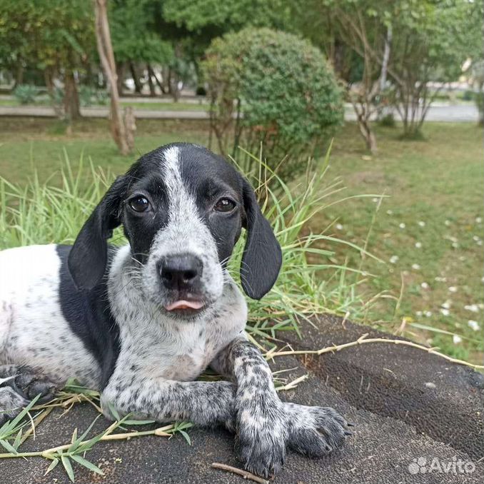 Метис истонской гончей ищет дом