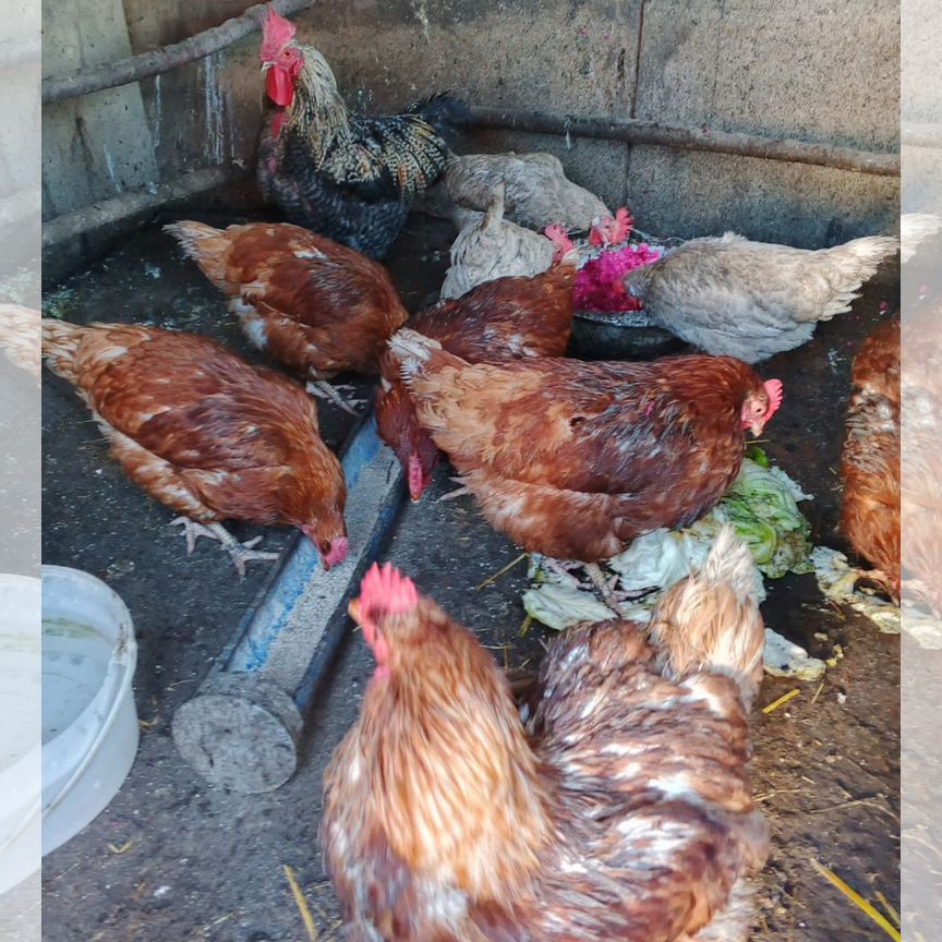 Куры несушки доминант