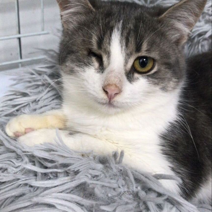 Девочка Лаки ищет добрые ручки