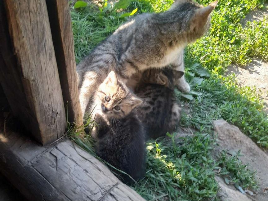 Отдаем в добрые руки кошку и кошечку