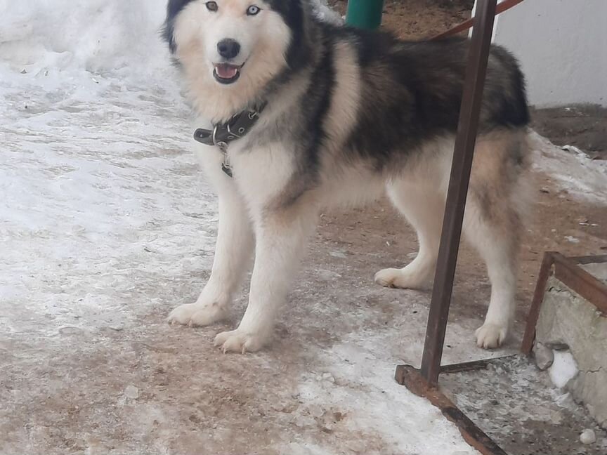 Хаски маламут