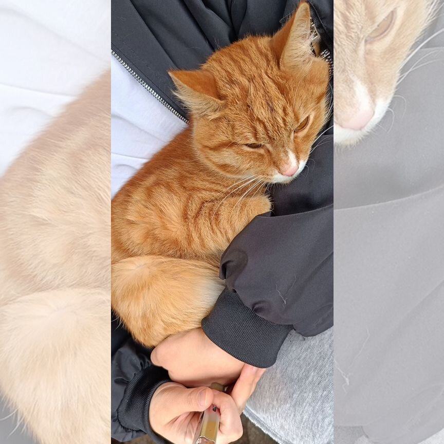 Взрослый кот в добрые руки