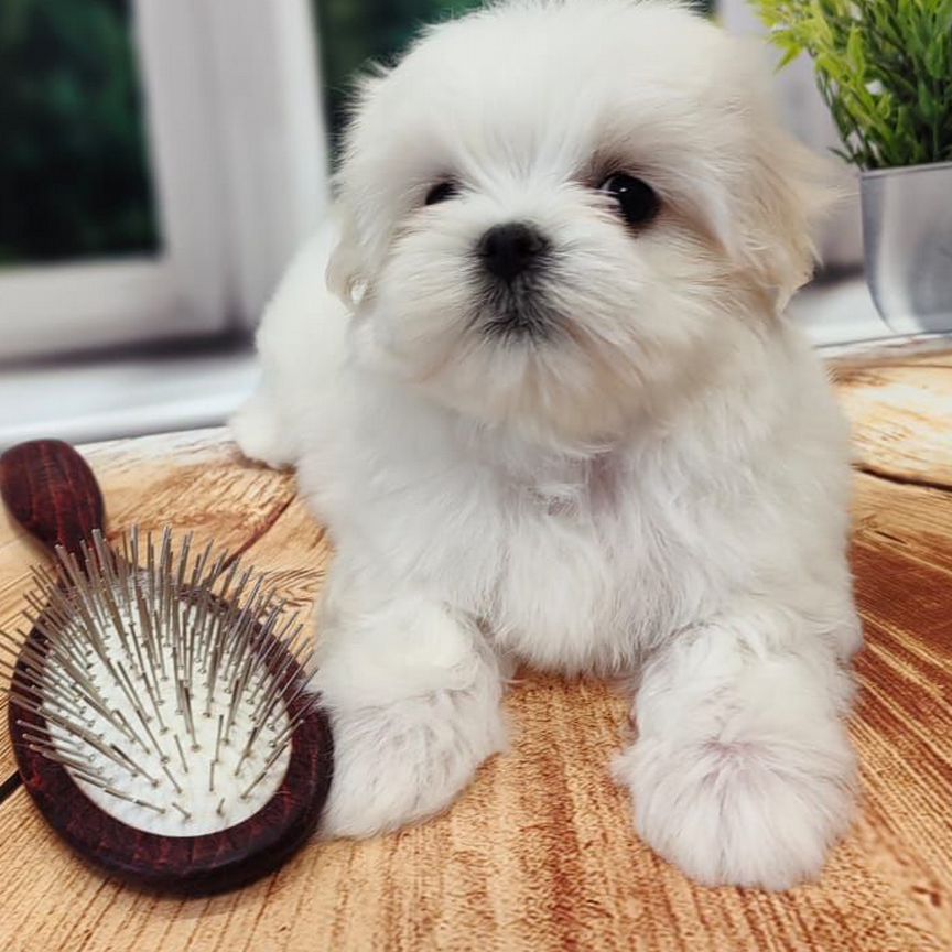 Мальтийская болонка, щенок