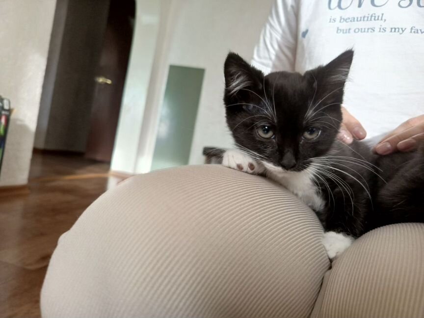 Красивые котята бесплатно