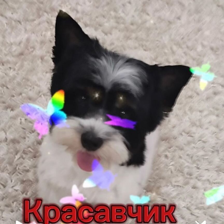 Йокширский терьер Бивер вязка