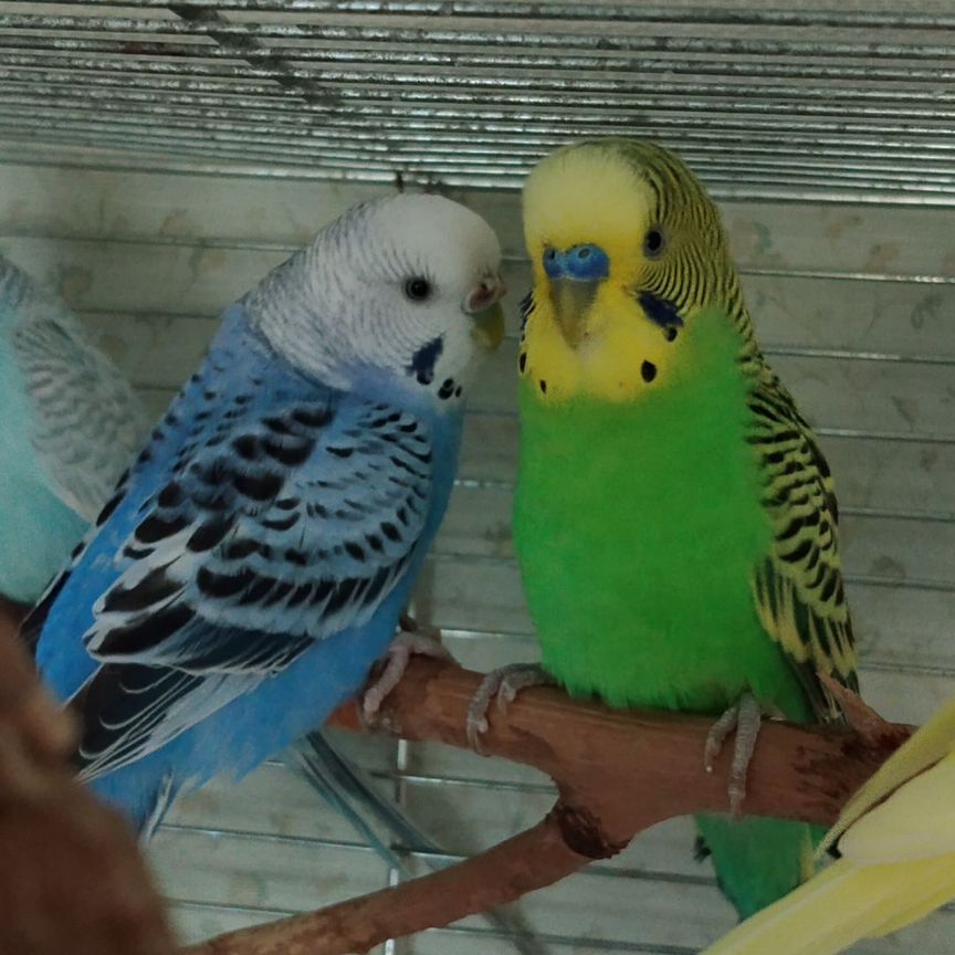 Волнистые попугайчики