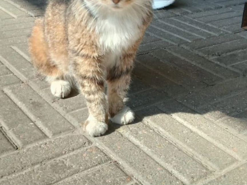 Кошка в беде. все проходят мимо