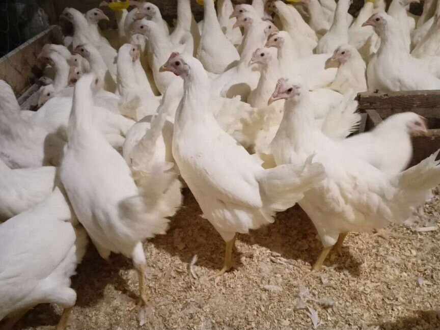 Куры молодки несушки белые