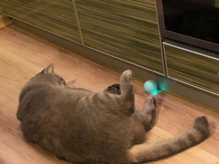 Мячик для кошек
