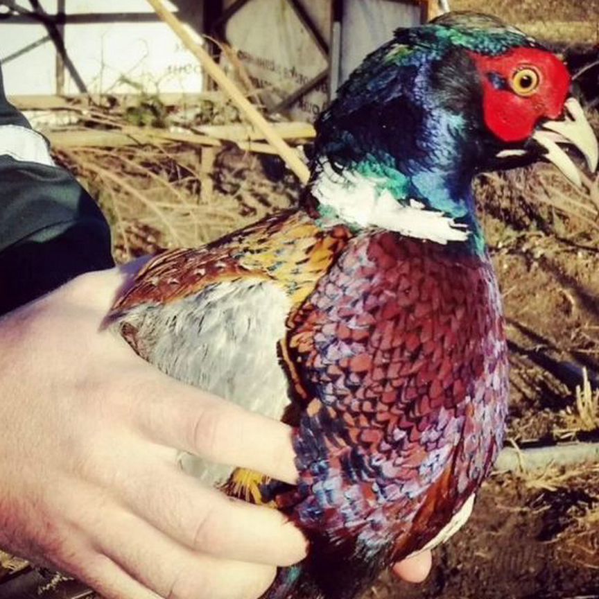 Фазан охотничий