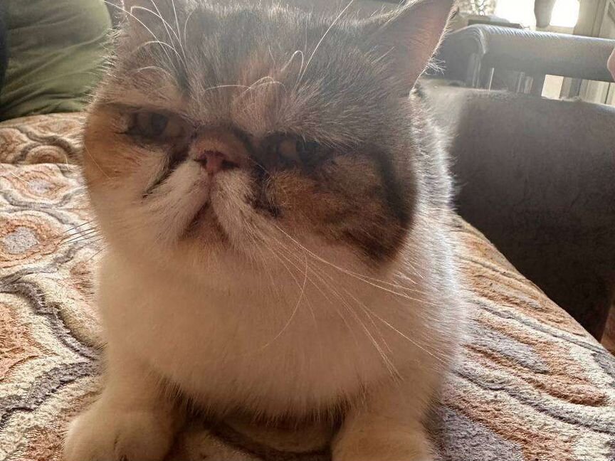 Экзотическая