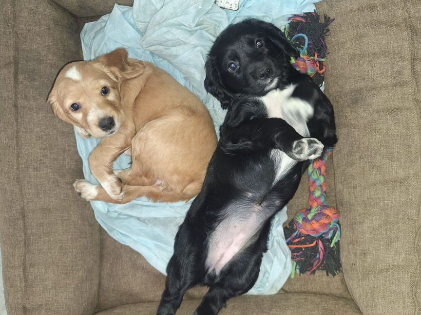 Русский охотничий спаниель