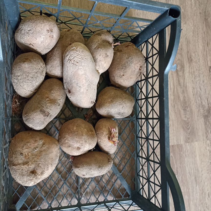 Продам картофель на корм животным