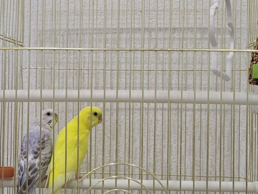 Продажа попугаев