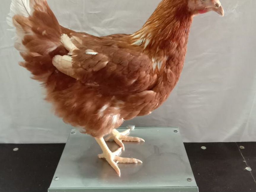 Куры Ломан Браун