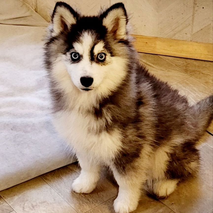 Помски, щенок