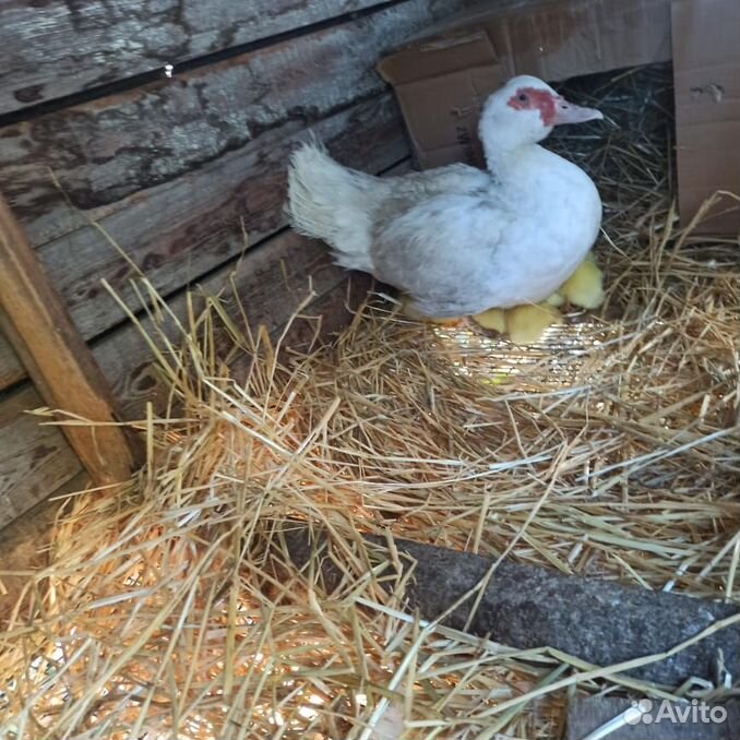 Мускусные утята