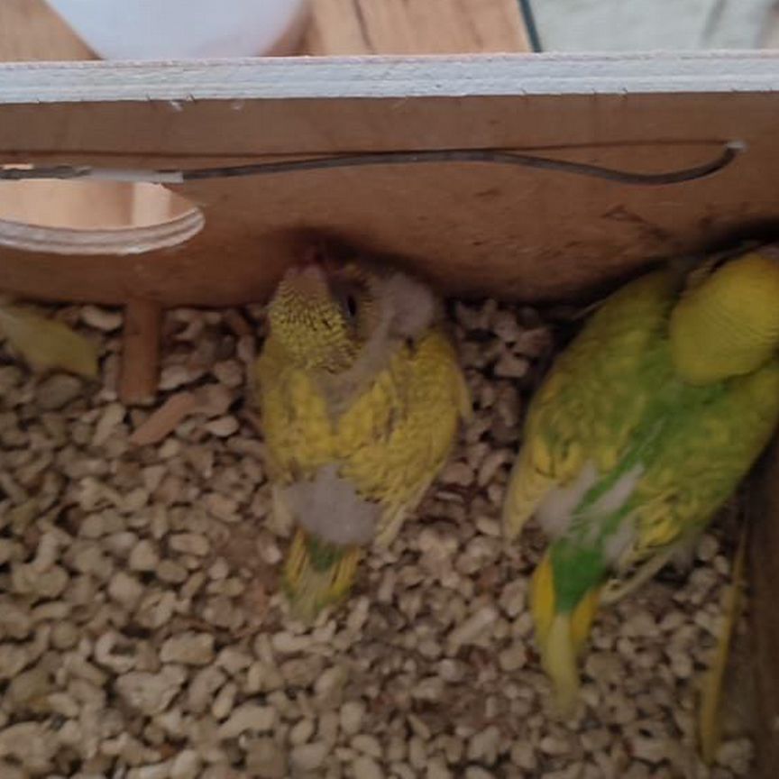 Волнистый попугай