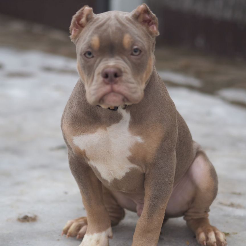 Прекрасный парень булли