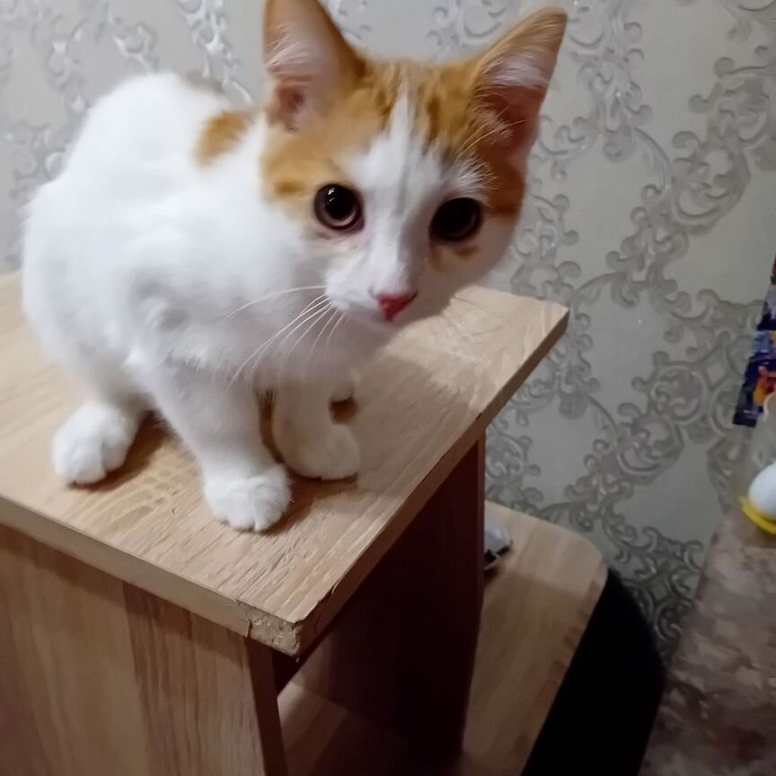 Отдам молоденькую кошечку в добрые руки