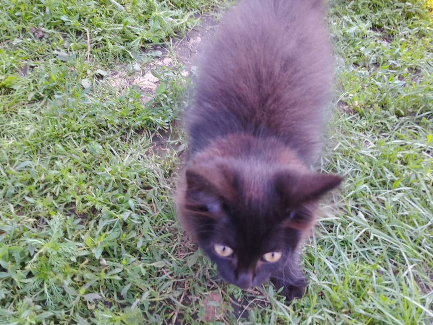 Животное котенок