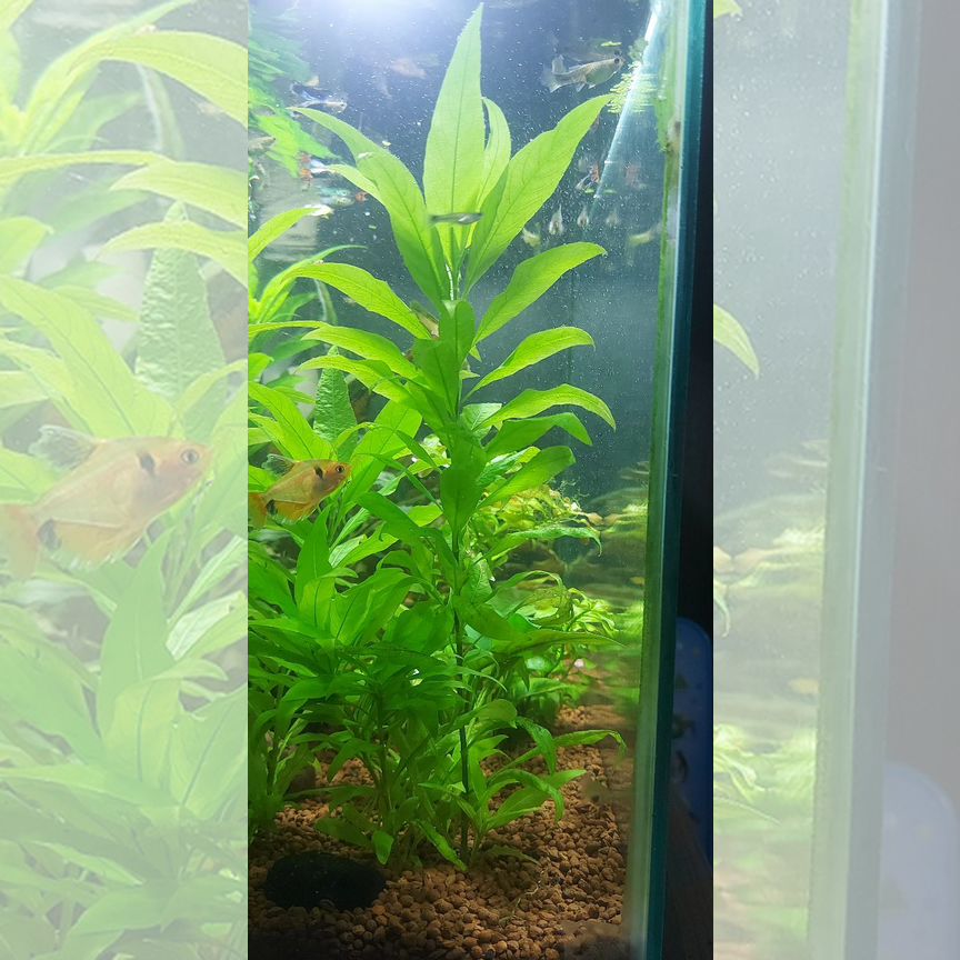 Лимонник,криптокорина