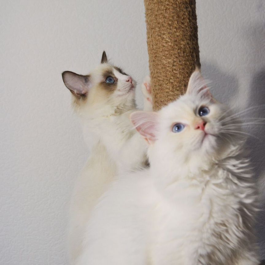 Котята регдолл