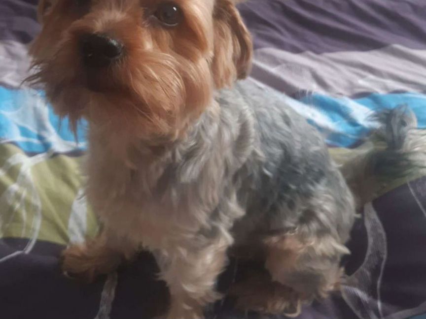 Йоркширский терьер