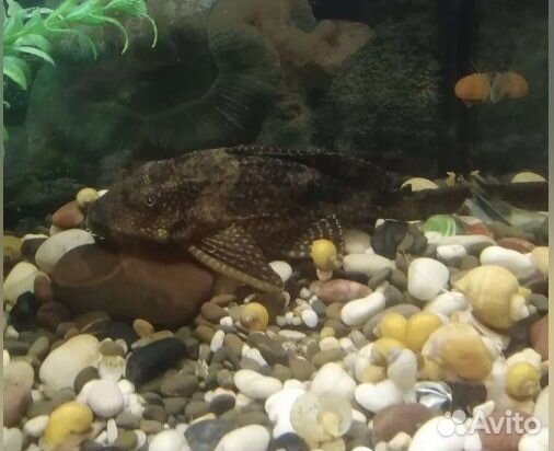 Анциструс сом