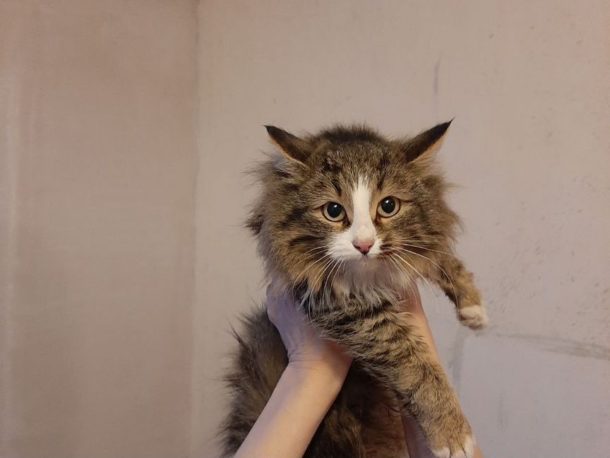 Кошка молодая из сада